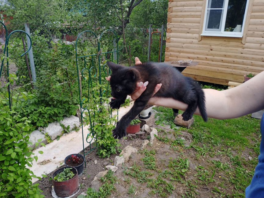 Отдам в добрые руки котёнка