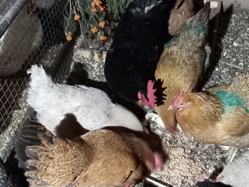 Картофель мелкий для животных