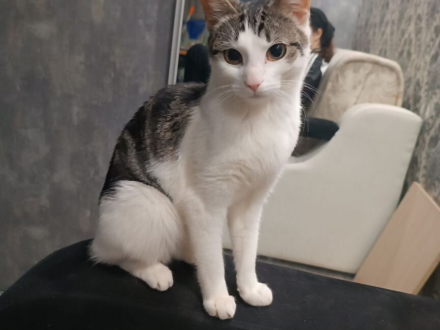 Кошка Лиза ищет дом