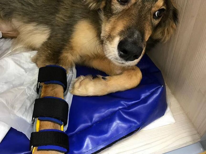 Пристраивается малышка