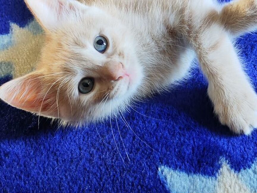 Рыжий котенок мальчик