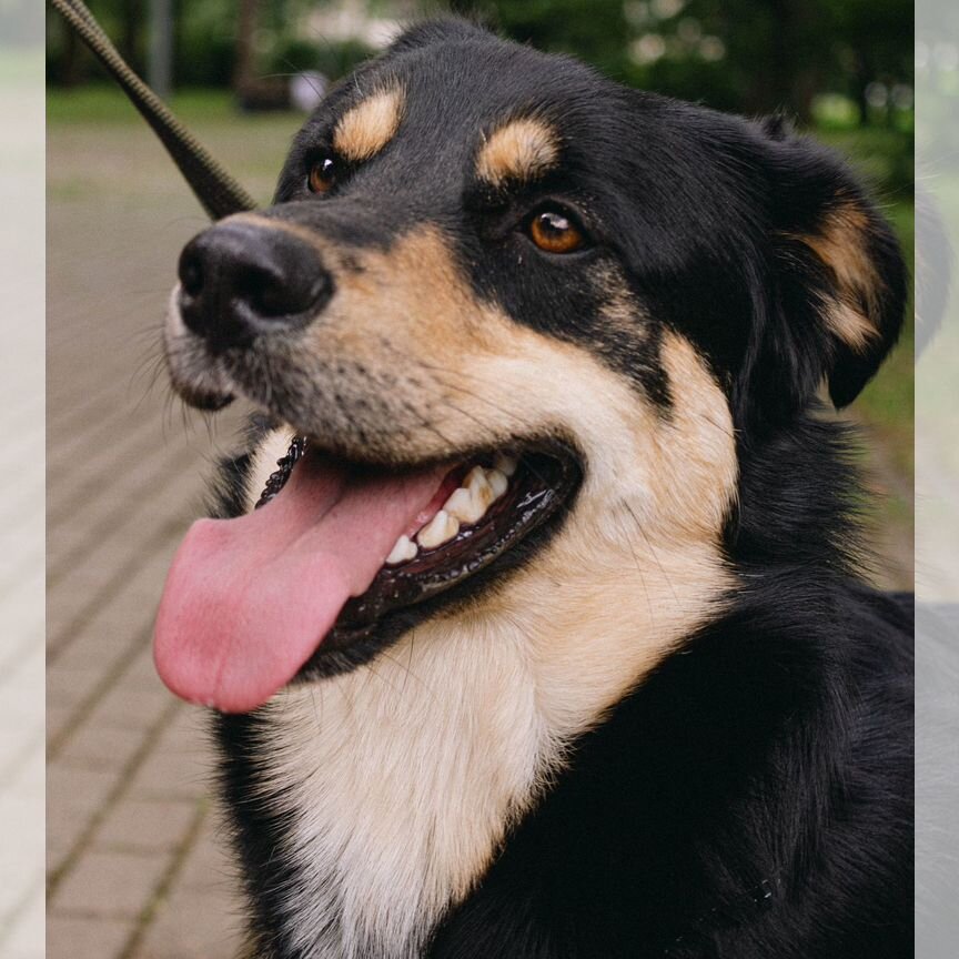 Взрослый пёс в добрые руки