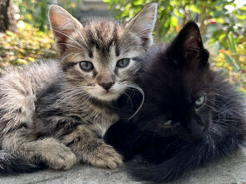 Котята в добрые руки мальчики