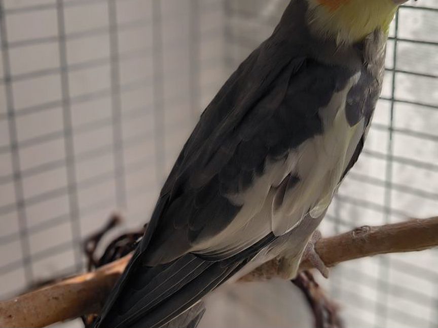 Продам самца кореллы