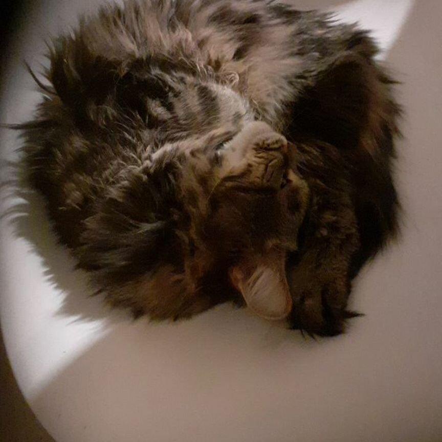 Мурзик 5 лет в добрые руки