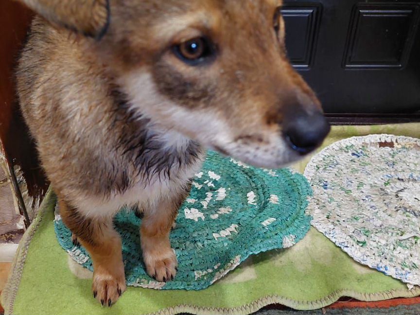 Выброшен домашний щенок