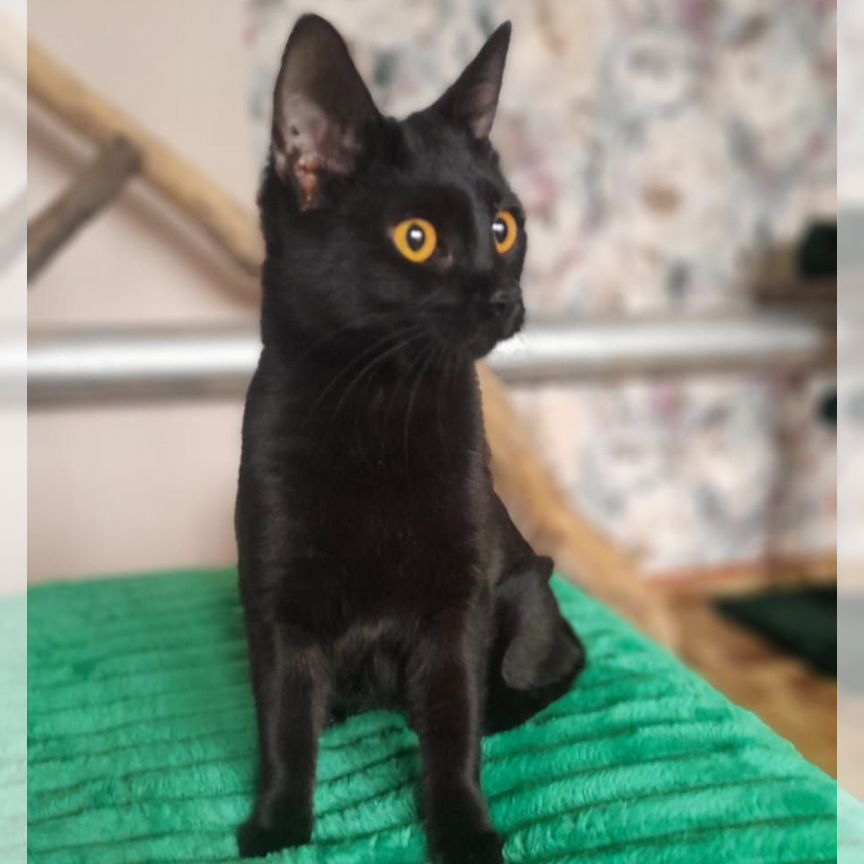 Багира ищет дом