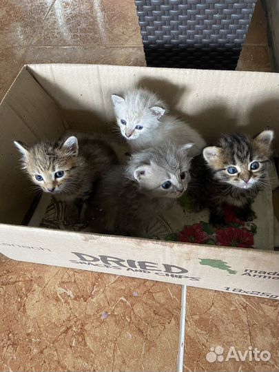 Котятки в добрые руки