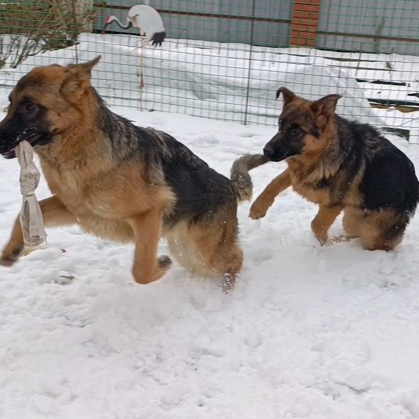 Немецкая овчарка (6 мес)