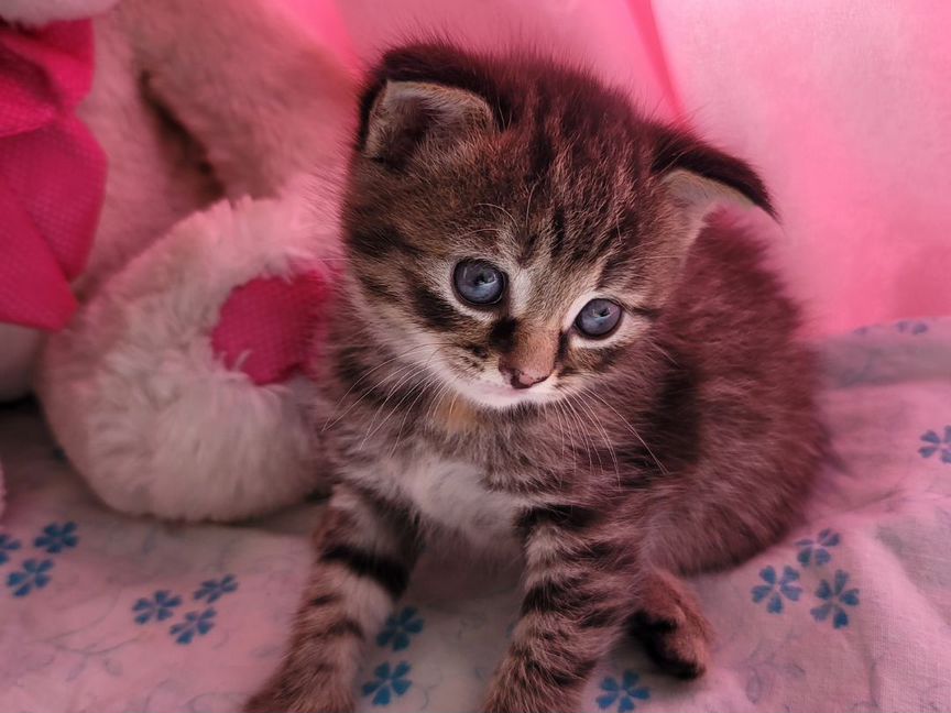 Шотландские вислоухие котята