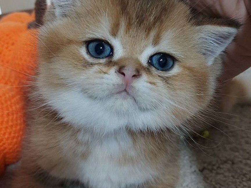 Золотая шиншилла