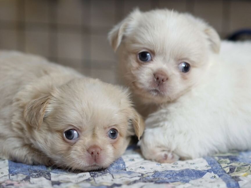 Очаровательные детки