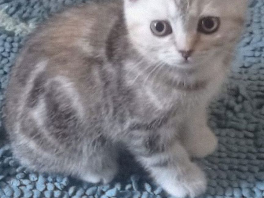 Шотландская вислоухая кошка