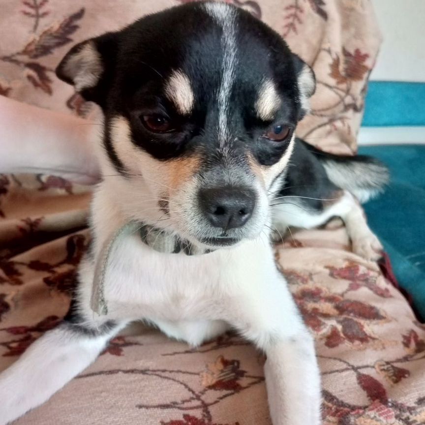 Отдам в добрые руки мальчика чихуахуа