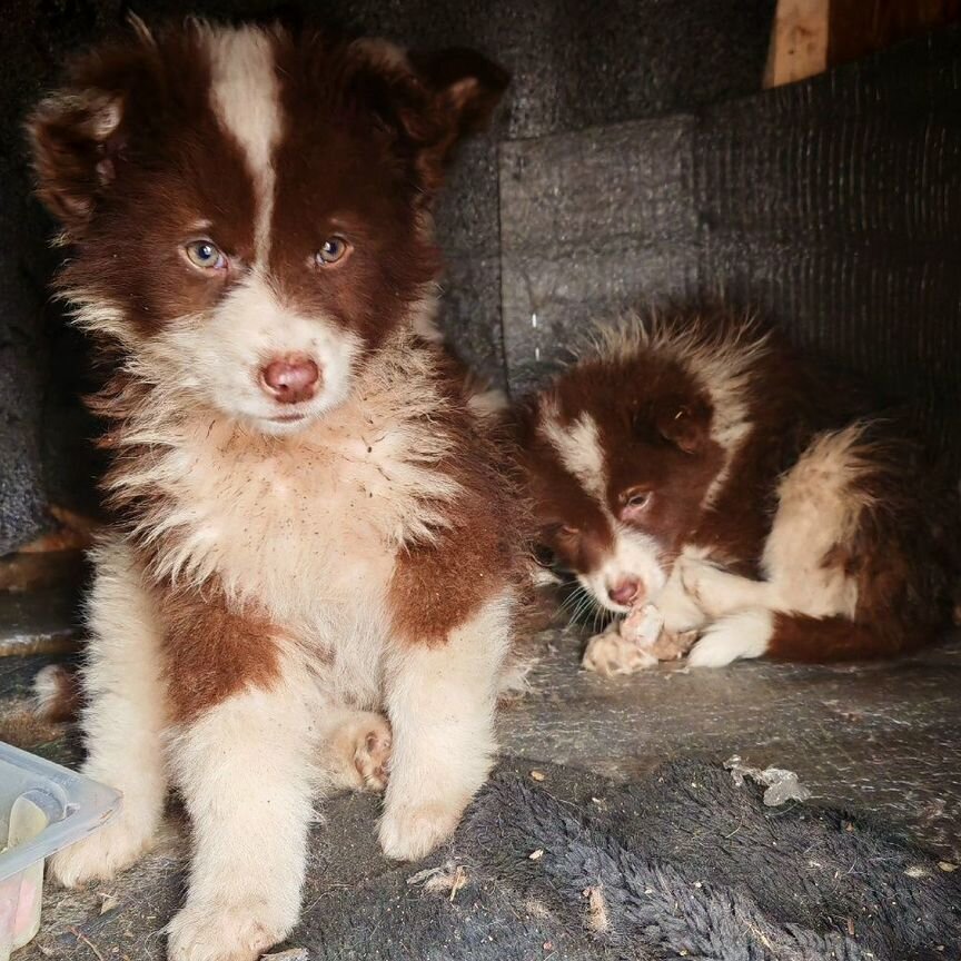 Щенок в добрые руки