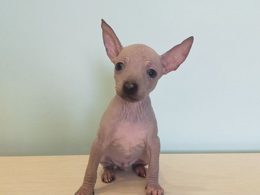 Микро дети агт