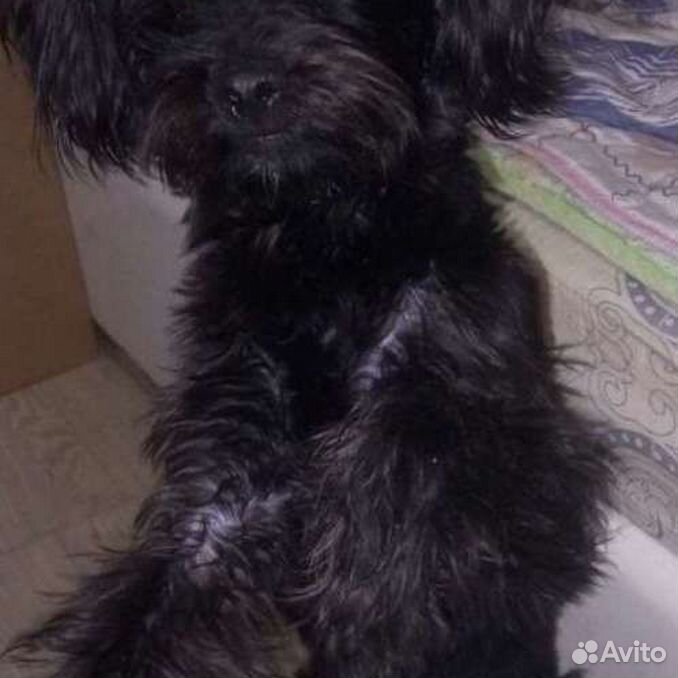 Метис ёрк+пудель