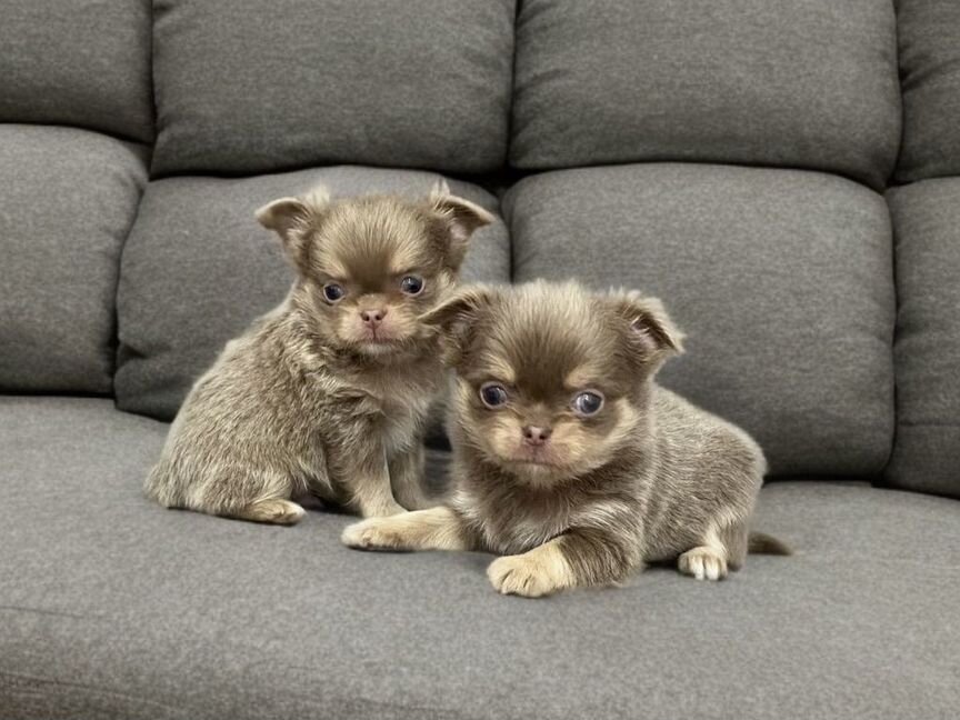 Щенки чихуахуа