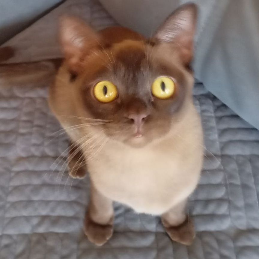 Европейский бурманский котёнок