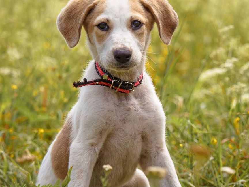 Глория щенок в добрые руки