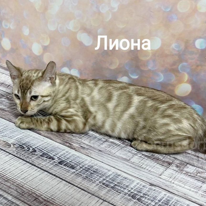 Бенгальская снежная девочка