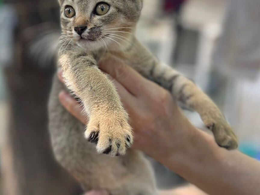 Абиссинский котенок из Дагестана
