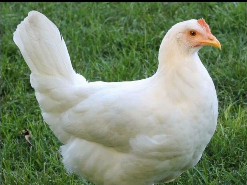 Куры молодки несушки