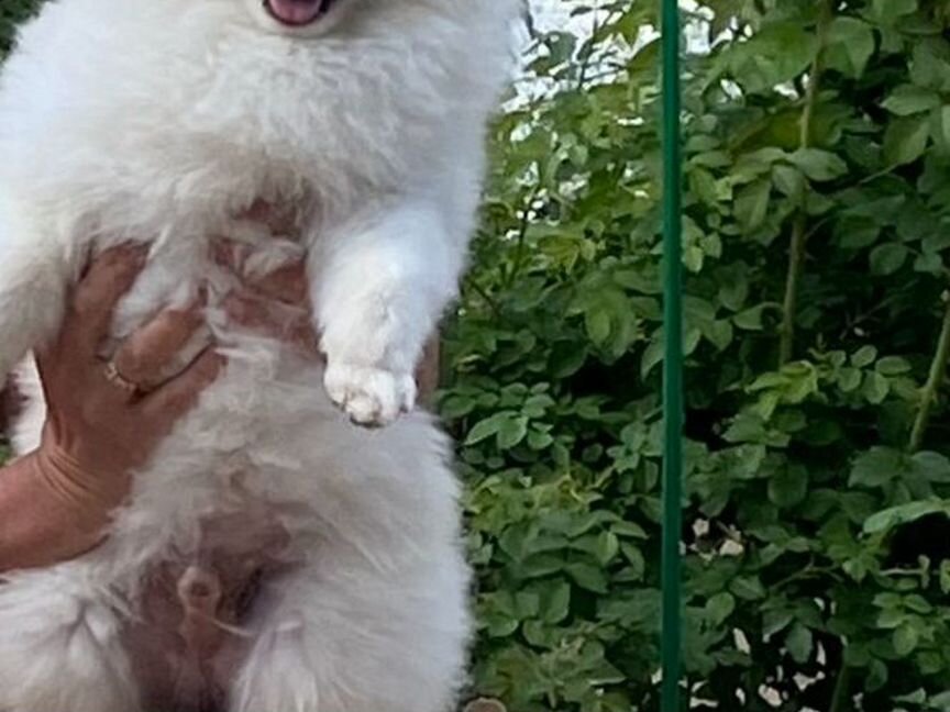 Малый шпиц, вязка