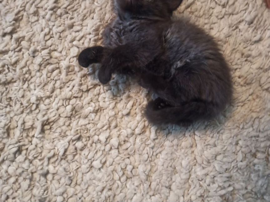 Отдам в добрые руки