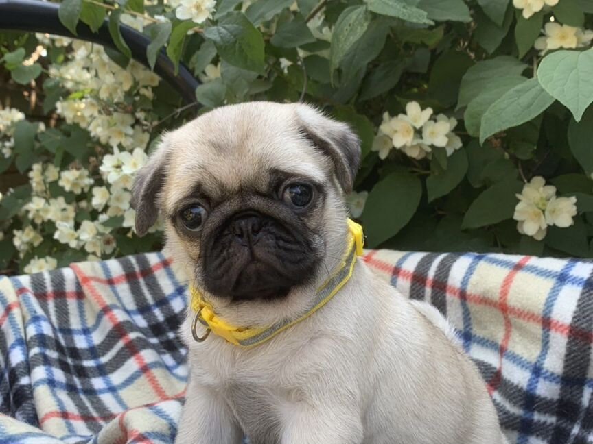 Мопс щенки РКФ