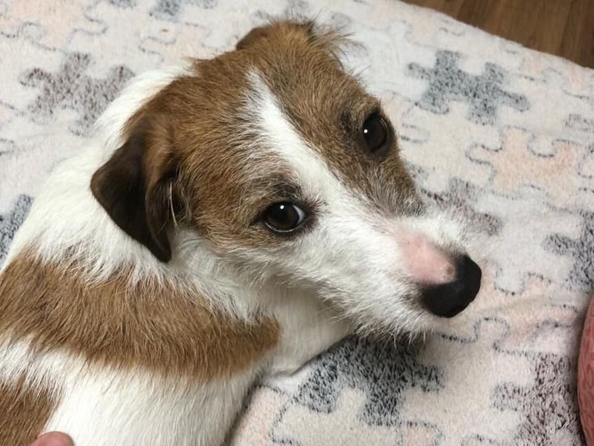 Джек Рассел терьер