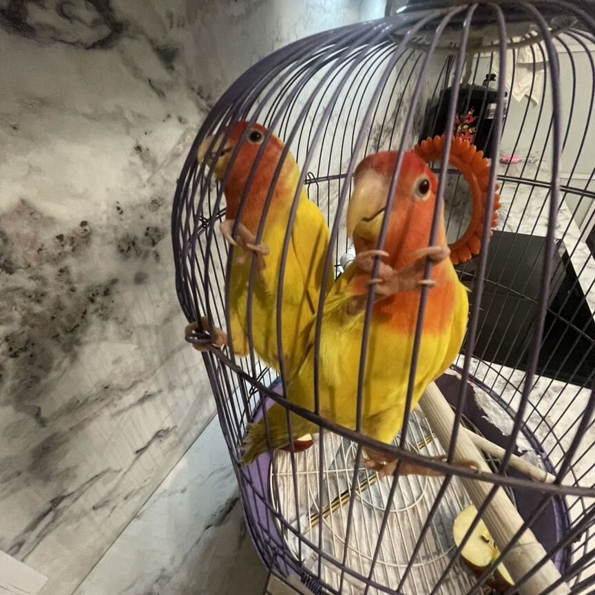 Неразлучники Фишера