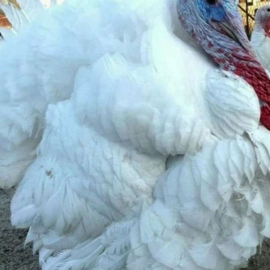 Инндюки мясо