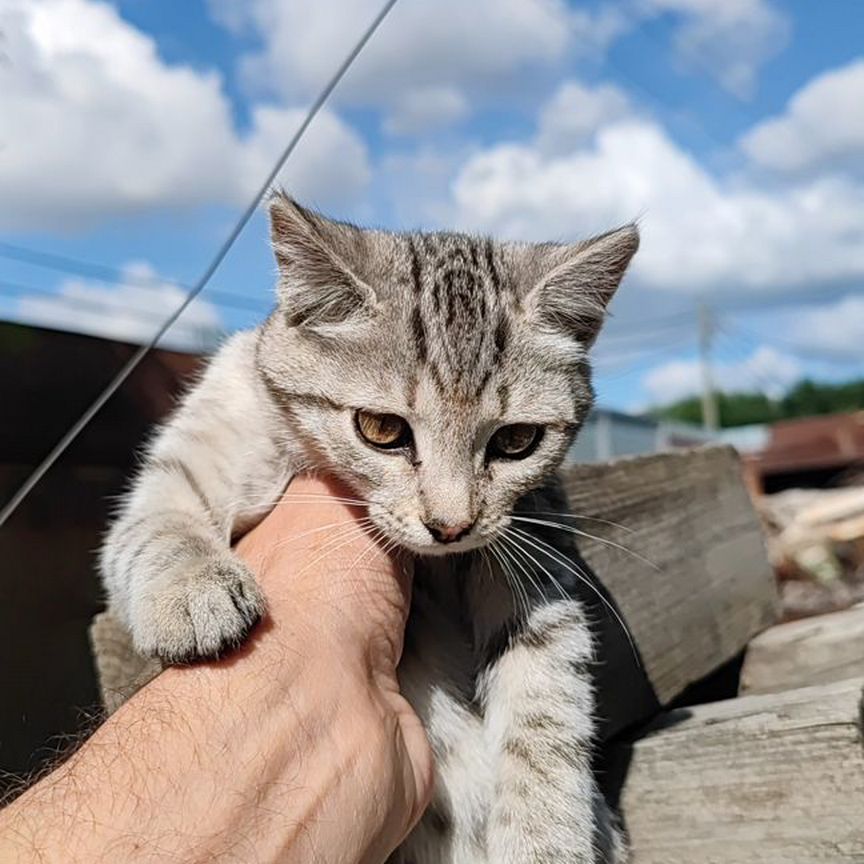 Кошенька котенок котенок котенок