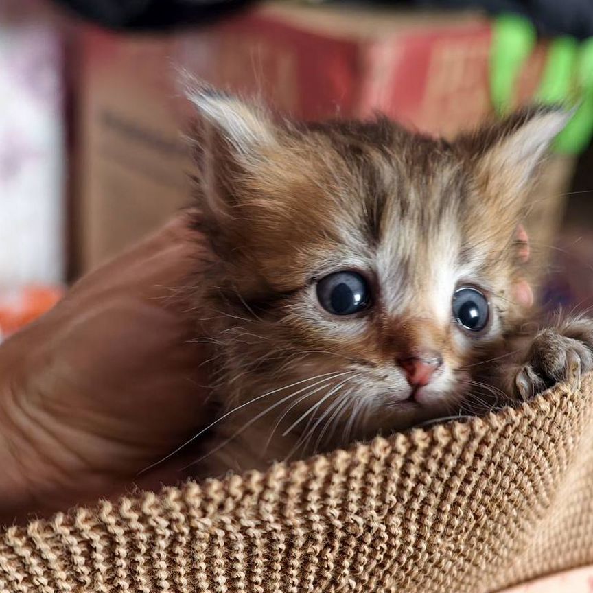 Котёнок в добрые руки