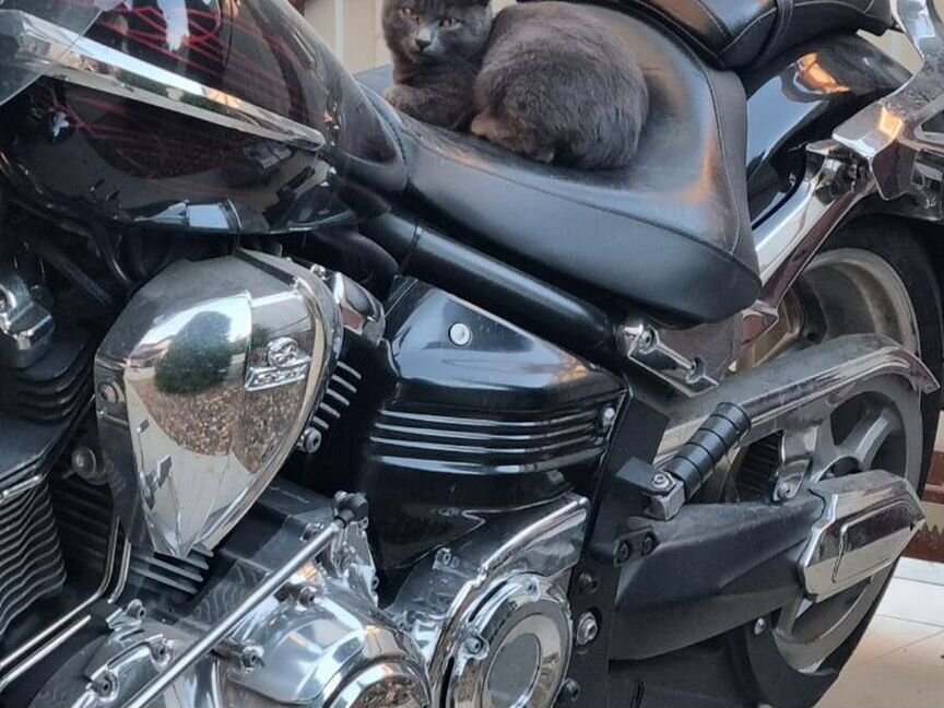 Пристрою котят