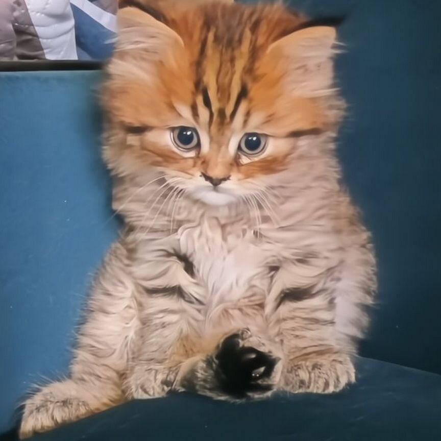 Британский длинношёрстный котёнок