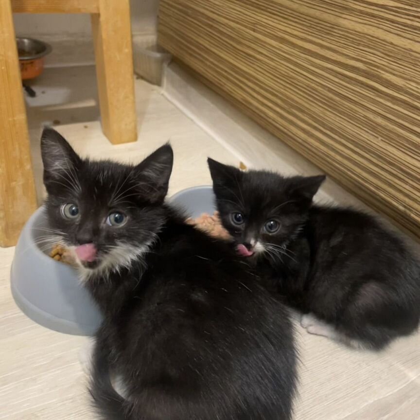 Малыши с парадной