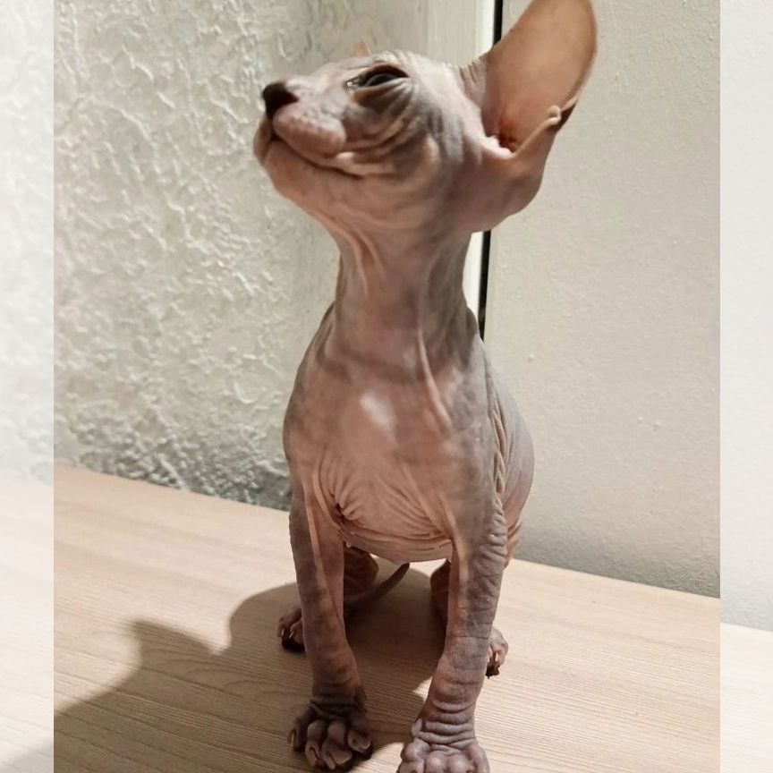 Донской сфинкс котёнок