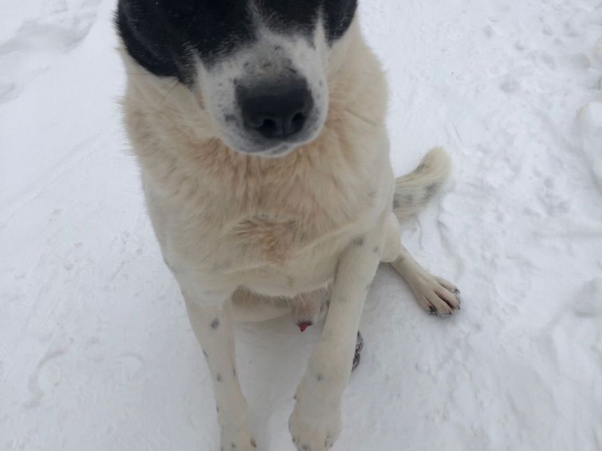 В добрые руки