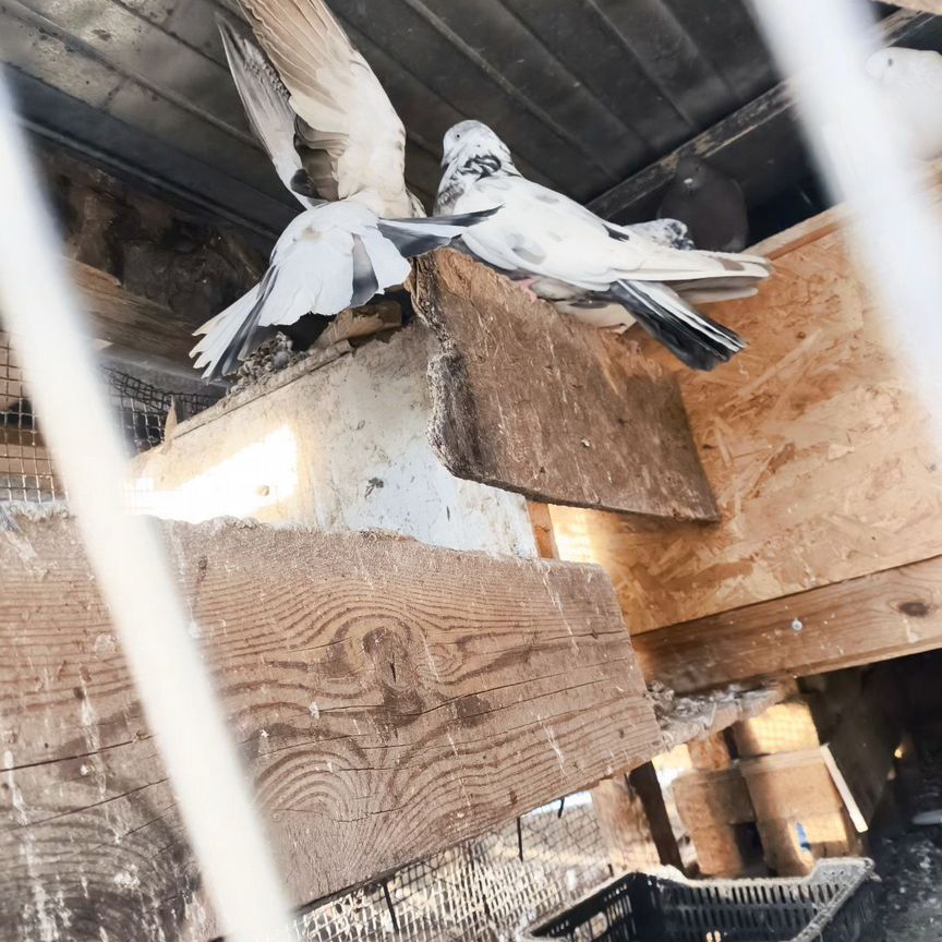 Продажа николаевских голубей