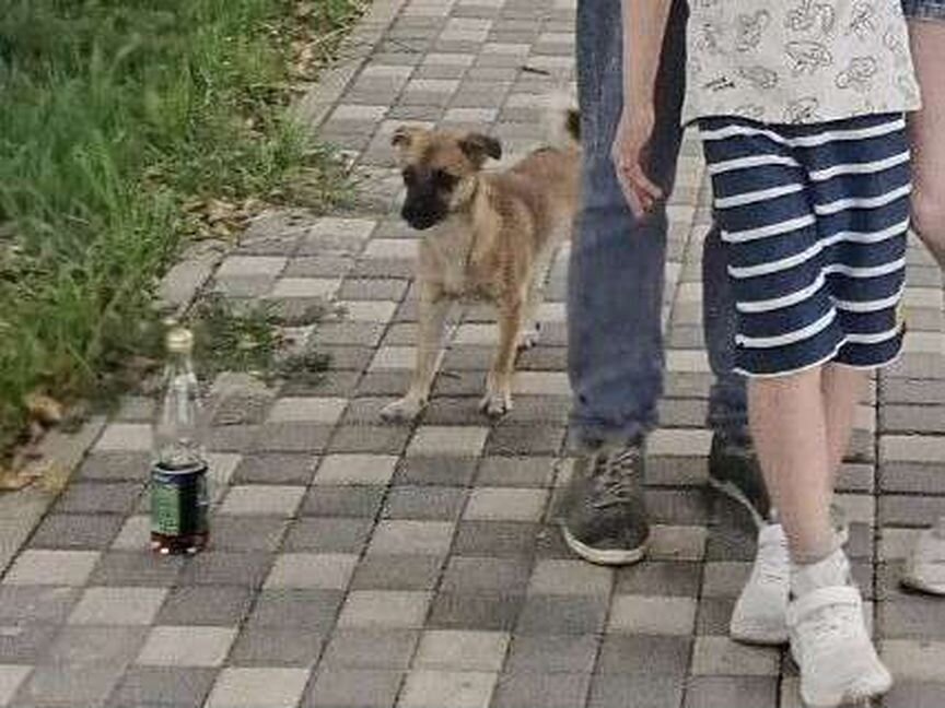 Маленькая дворняжка
