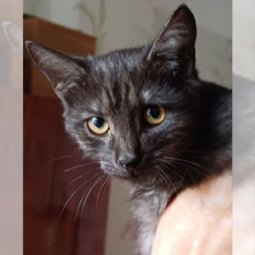 Мы ищем дом