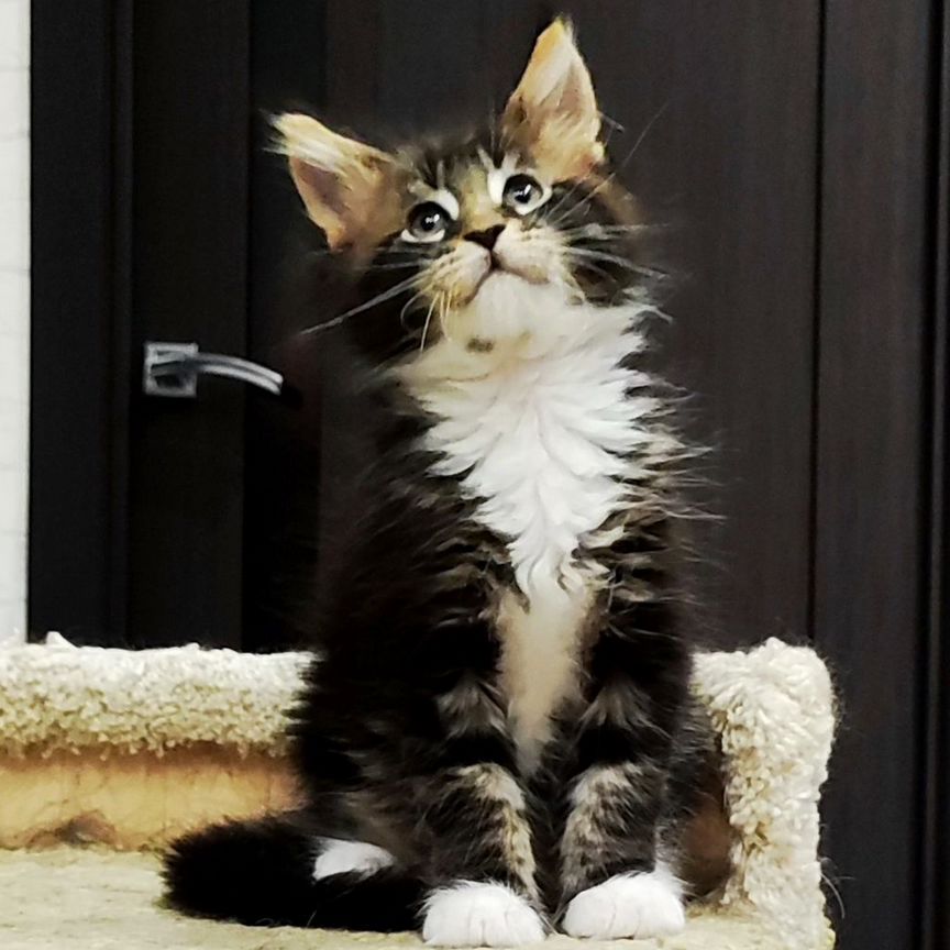 Котенок мейн-кун из питомника