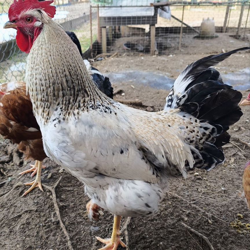 Петухи домашние