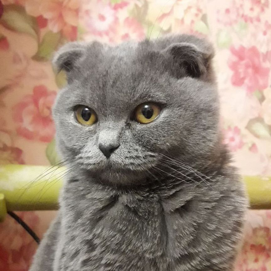 Отдам в добрые руки котят