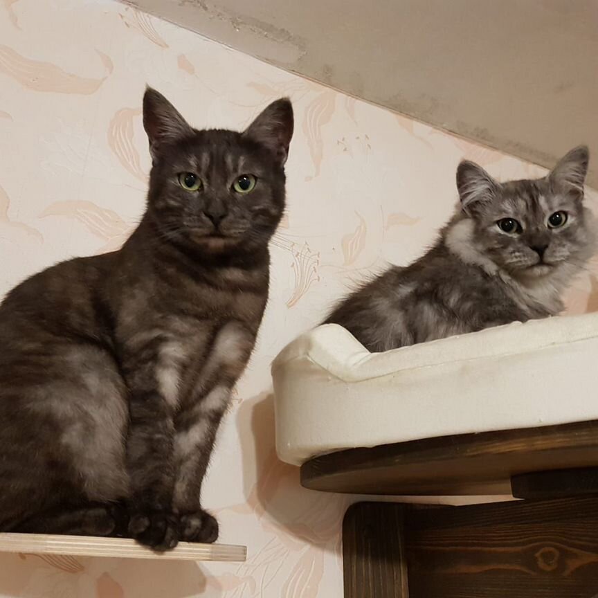 Кошки в добрые руки бесплатно