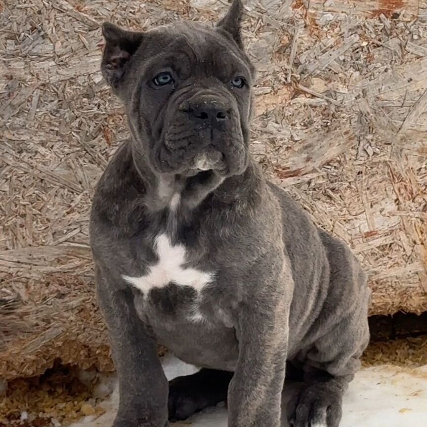 Кане корсо девочка