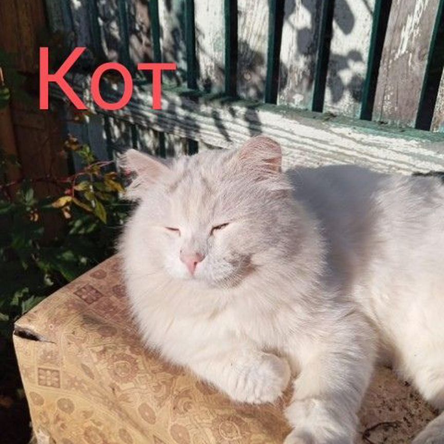 Кошки