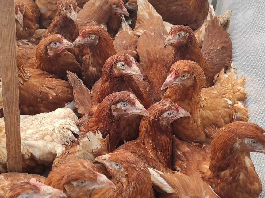 Куры несушки